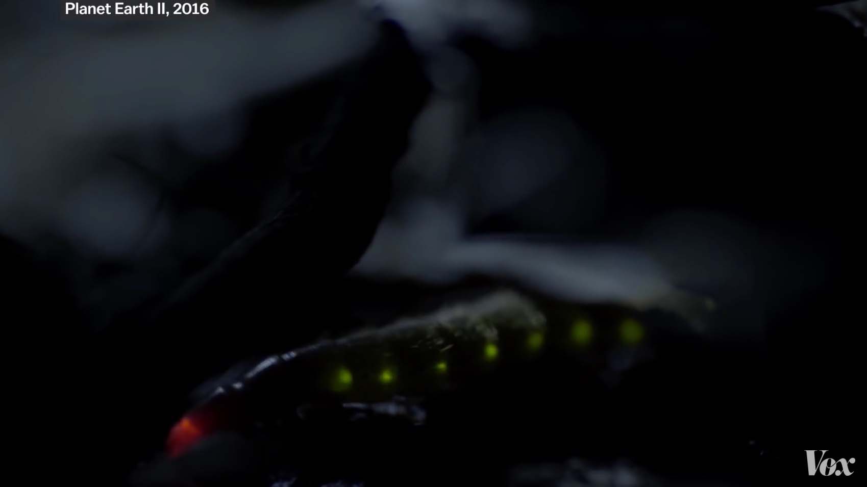 The Sony a7SII is Reshaping Wild Life Documentary Work - Sony Addict